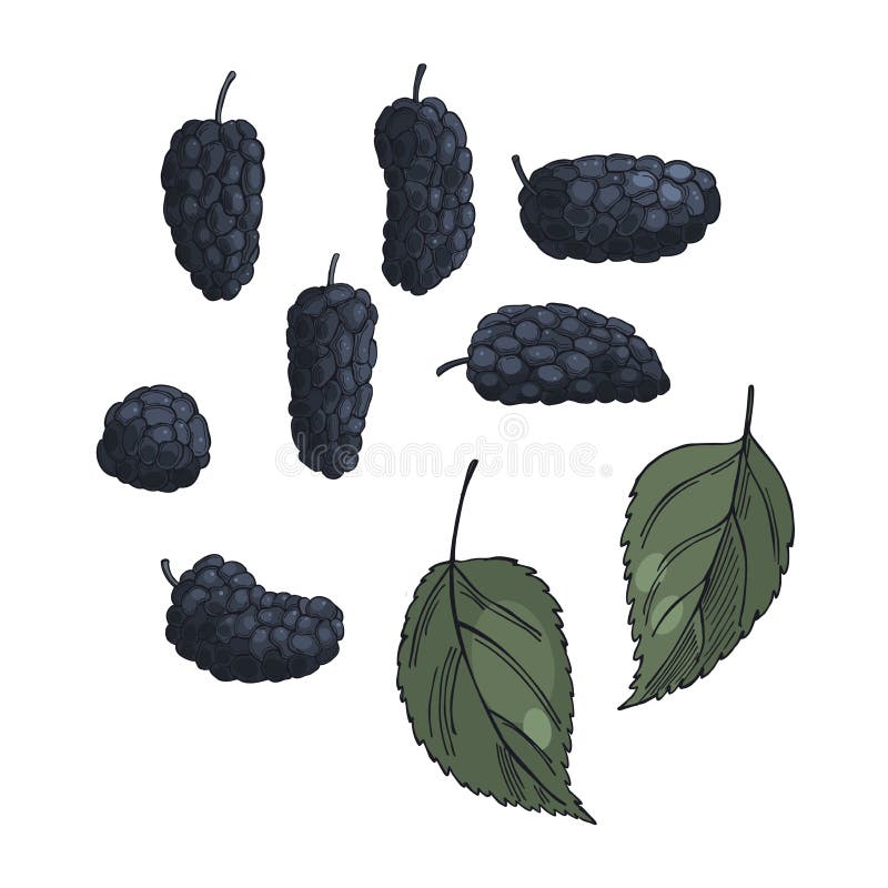 Mulberry Sketch Stock Illustrations – 324 Mulberry Sketch Stock ...