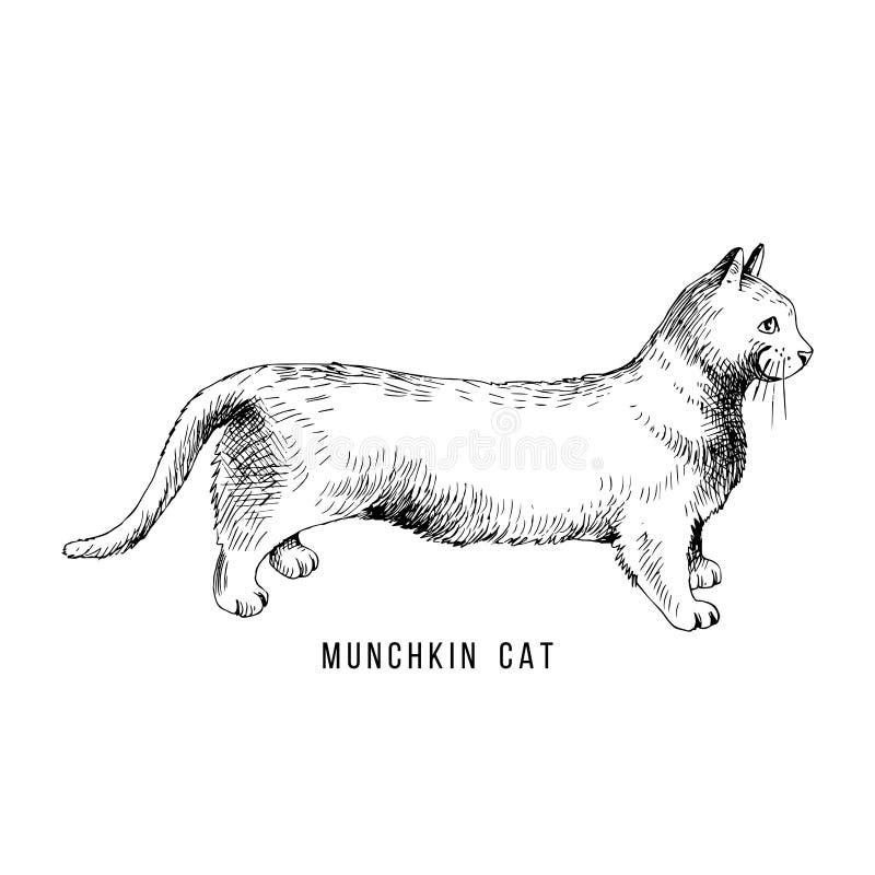 Hand drawn munchkin cat stock vector. Illustration of purebred - 129807459