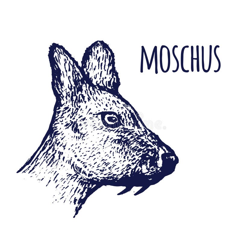Musk Deer Stock Illustrations – 129 Musk Deer Stock Illustrations ...