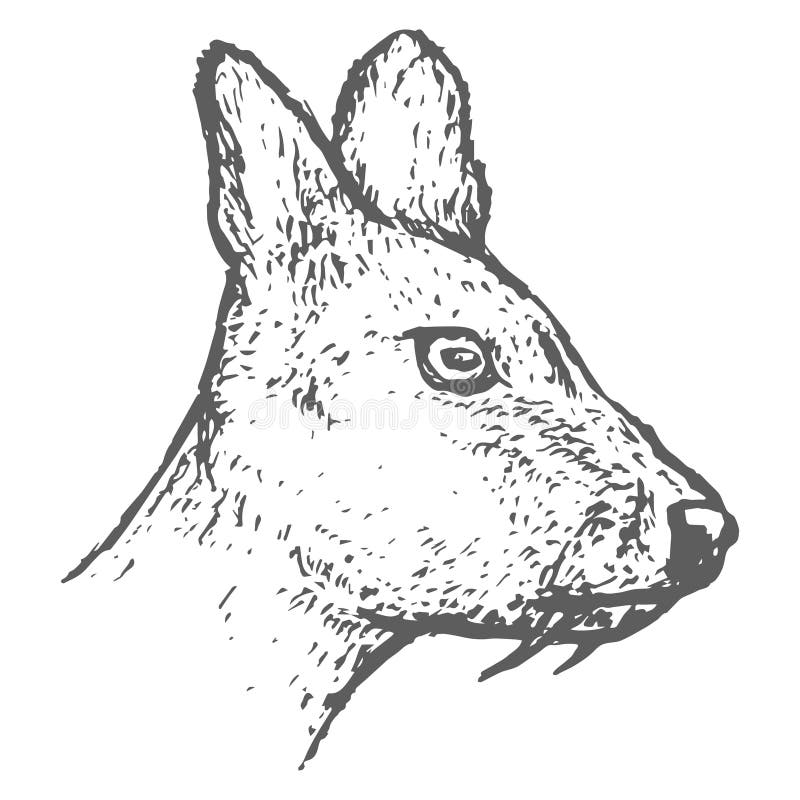 Hand Drawn Musk Deer Head Sketch. Vector Stock Vector - Illustration of ...