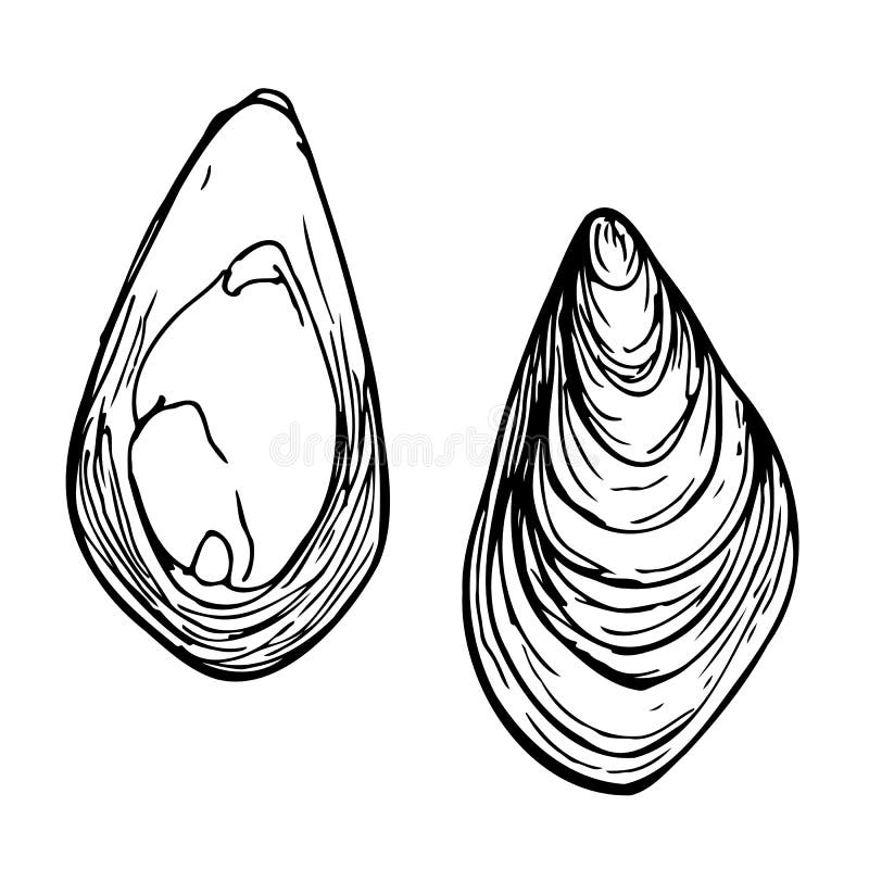 Hand Drawn Mussels Vector Illustrations Isolated on a White Background ...