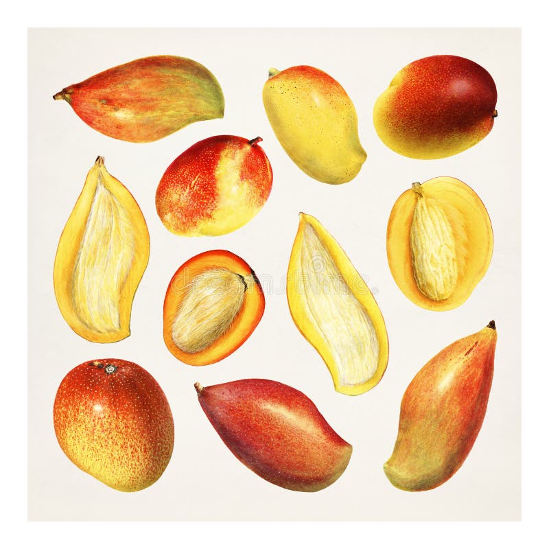 Hand Drawn Natural Fresh Mango Stock Illustration - Illustration of ...