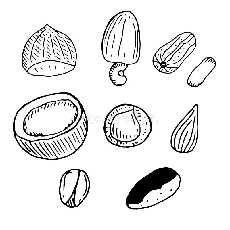 Hand Drawn Nut Icons, Vector Illustration, Doodle Stock Vector ...