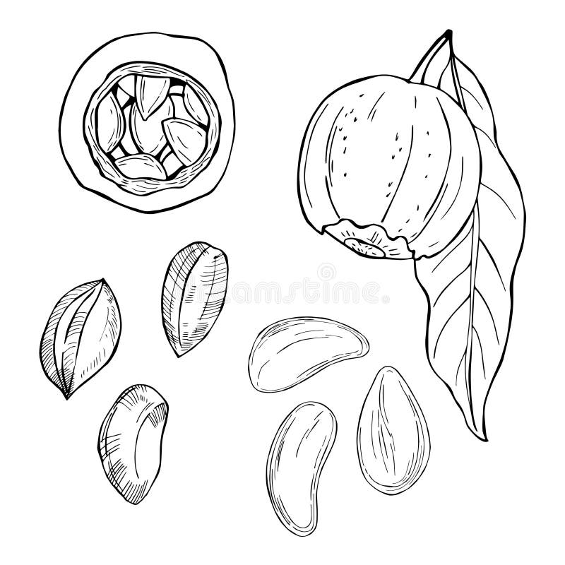 Brazilian Nuts White Stock Illustrations – 288 Brazilian Nuts White ...