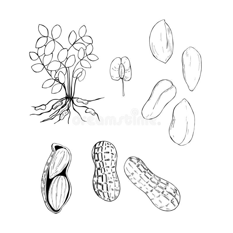 Peanut Plant Drawing