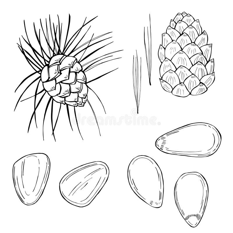 Nuts Pine Tree Stock Illustrations – 597 Nuts Pine Tree Stock ...