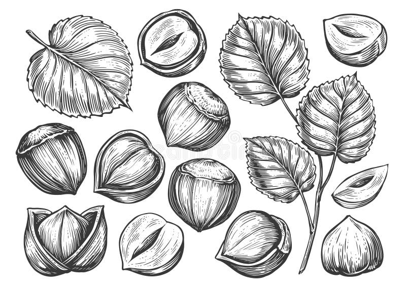 Hand Drawn Nuts Set. Hazelnuts Sketch. Peeled Kernels and in Shell ...