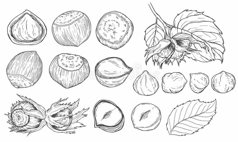 Hand Drawn Nuts Set. Hazelnuts Sketch. Peeled Kernels and in Shell ...