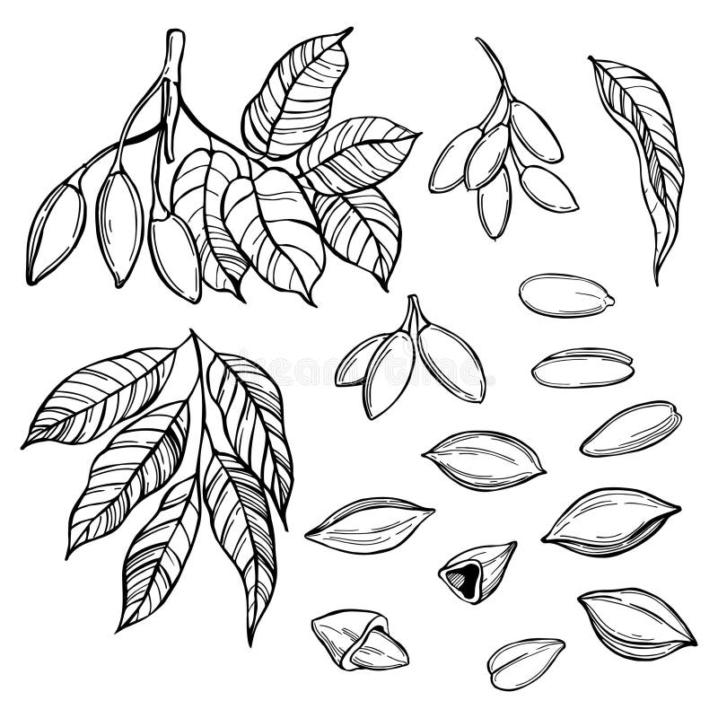 Drawn Pili Stock Illustrations – 16 Drawn Pili Stock Illustrations ...