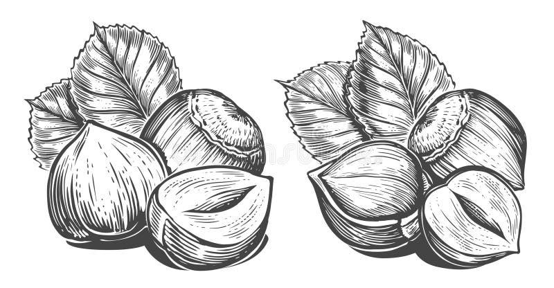 Group of Hazelnuts with Leaves Sketch. Hand Drawn Nuts in Vintage ...