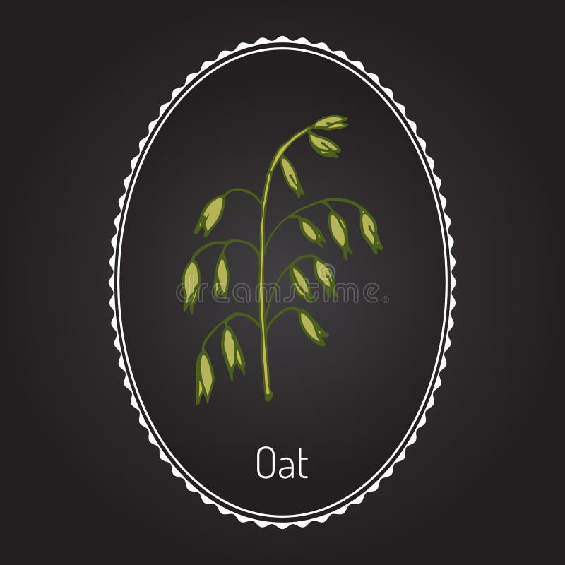 Hand Drawn Oats Ears Sketch. Stock Vector - Illustration of gluten ...