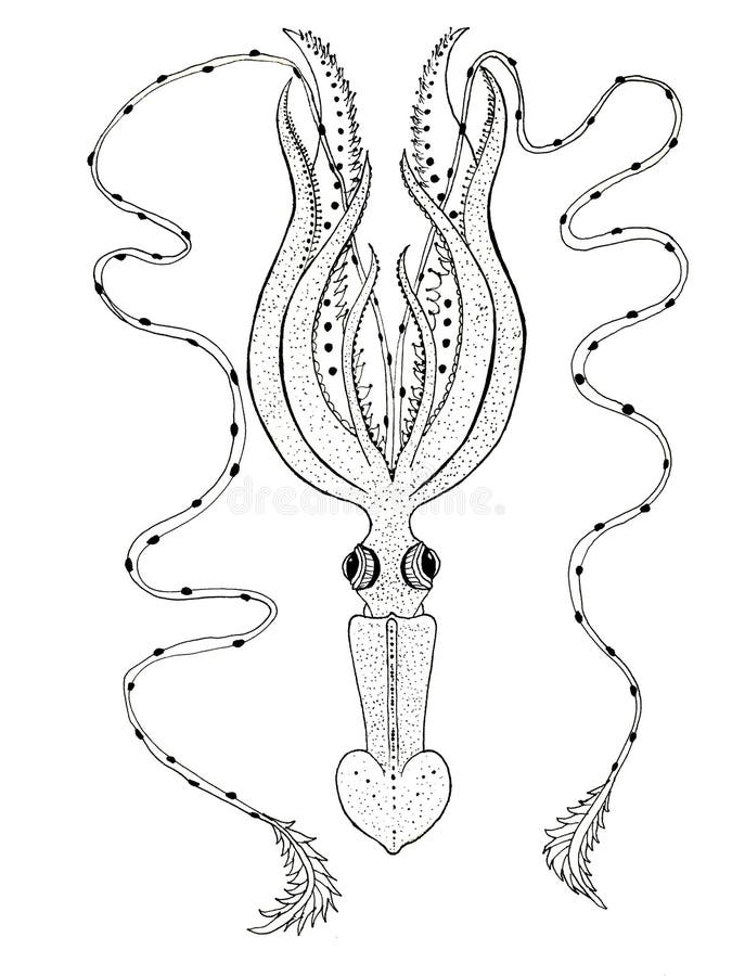 Hand Drawn Octopus. Black and White Art. Outline Graphic Drawing Stock ...
