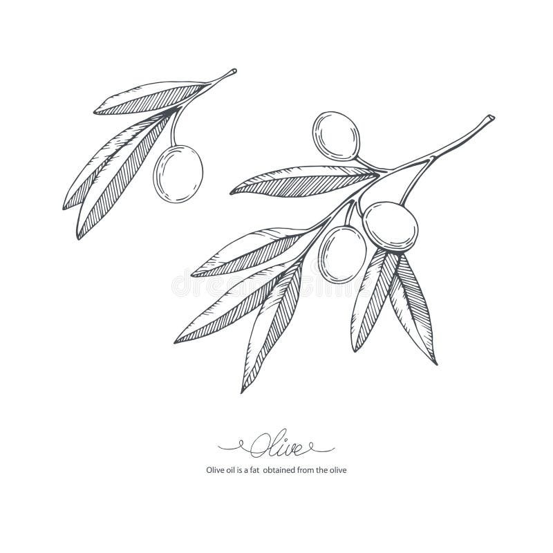Hand-drawn olive sketch stock vector. Illustration of culture - 84339637