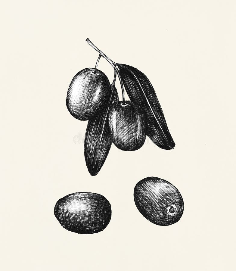 Hand Drawn Olives with Branch Stock Illustration - Illustration of ...