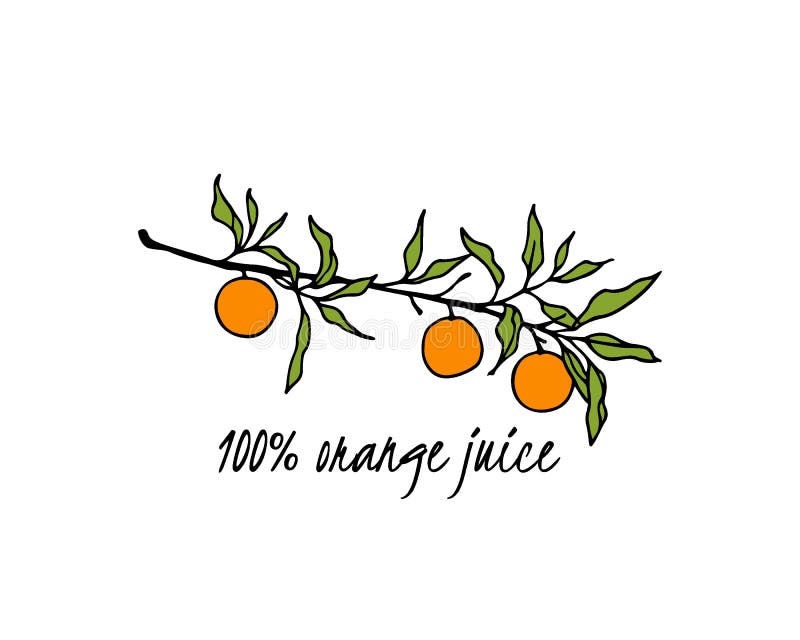 Hand drawn orange branch stock vector. Illustration of design - 138884011