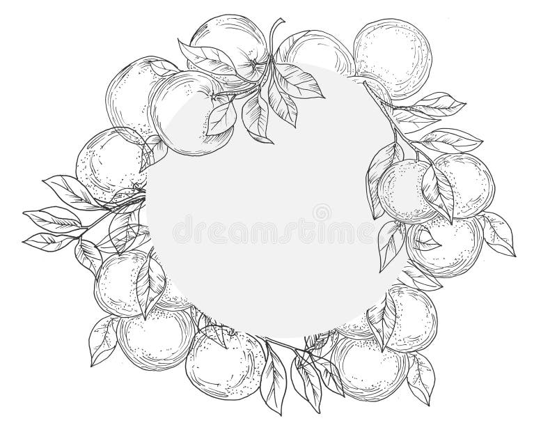 Hand Drawn Orange Fruit Wreath Stock Illustration - Illustration of ...