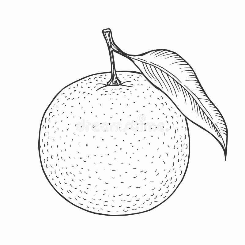 Hand Drawn Orange Fruit Sketch Illustration Stock Vector - Illustration ...