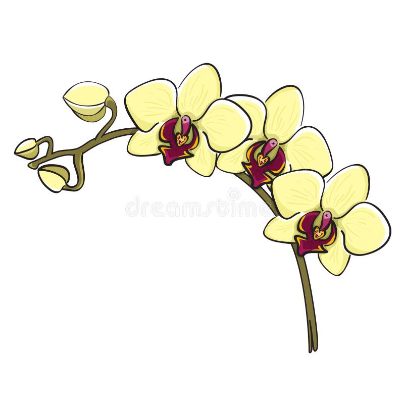 Hand Drawn Orchid Branch - Phalaenopsis Stock Vector - Illustration of ...