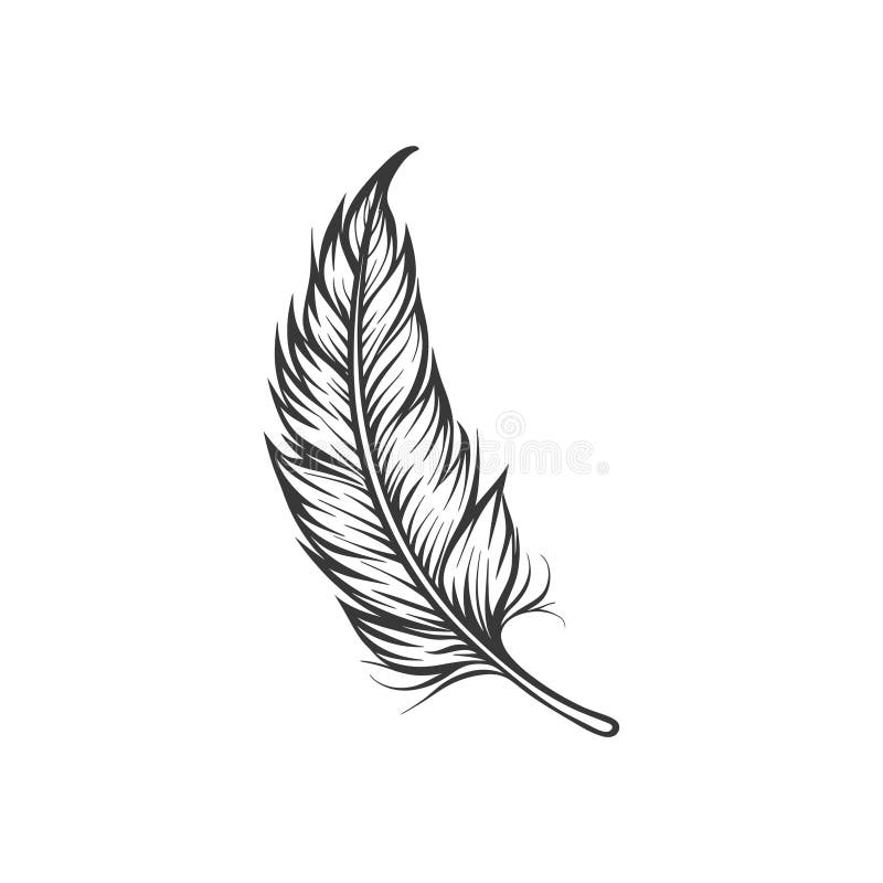 Elegant Single Bird Feather, Detailed Line Art Illustration Stock ...
