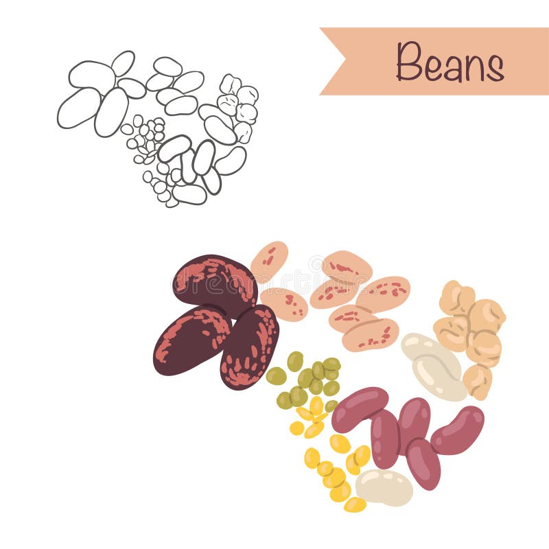 Hand Drawn Outlined and Colored Beans Stock Illustration - Illustration ...