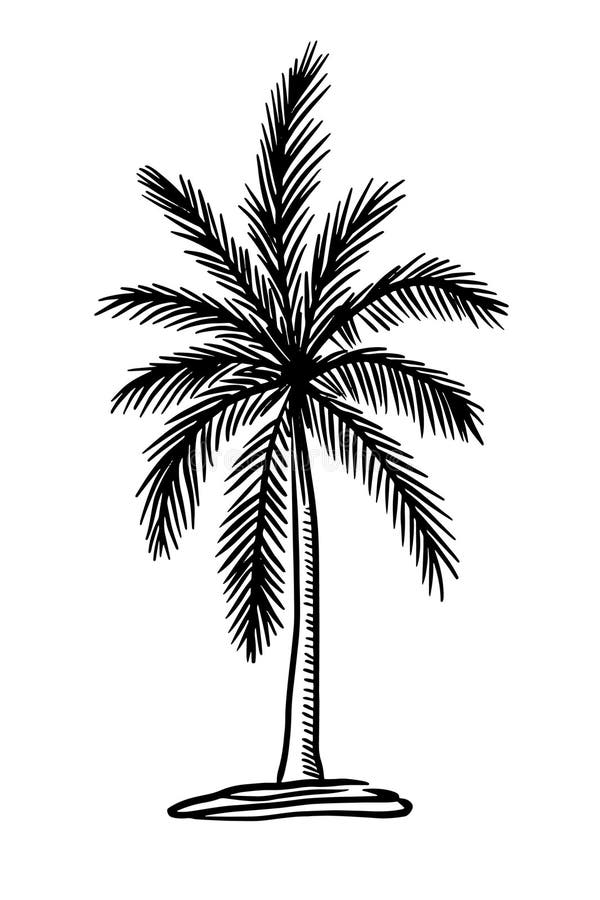 Vintage Palm Tree Woodcut Stock Illustrations – 173 Vintage Palm Tree ...