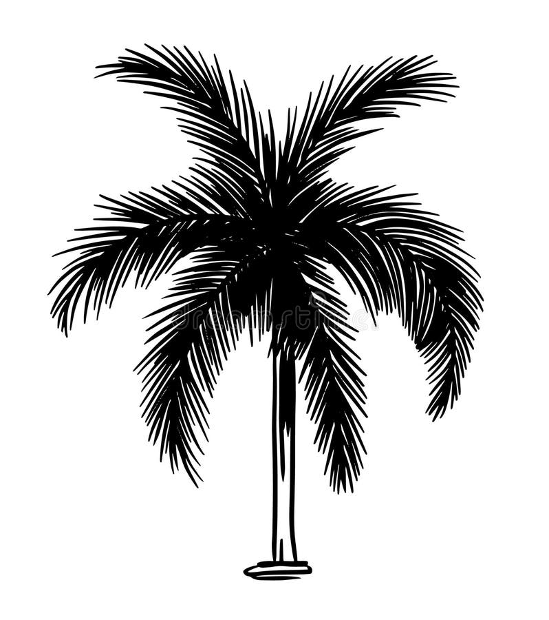 Vintage Palm Tree Woodcut Stock Illustrations – 173 Vintage Palm Tree ...