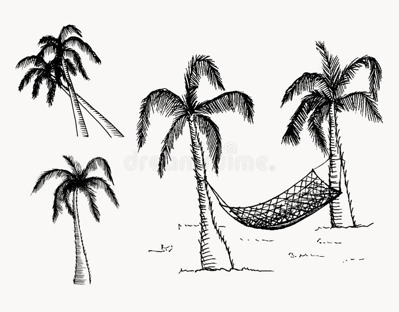 Hand Drawn Palm Trees. Vector Stock Vector - Illustration of hand ...