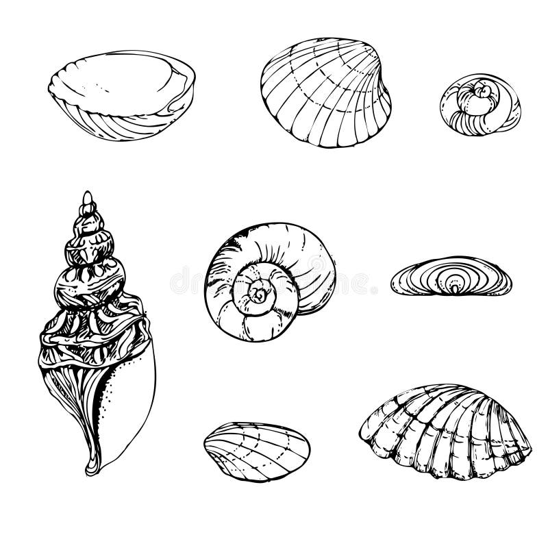 Hand Drawn Pattern Black and White Set of Shells. Sketch Stock Vector ...