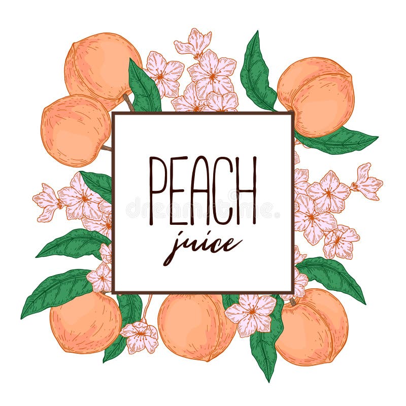 Hand Drawn Peach Frame. Vector Illustration in Sketch Style Stock ...