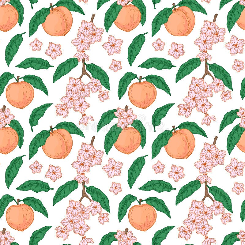 Hand Drawn Peach Seamless Pattern. Vector Illustration Stock ...