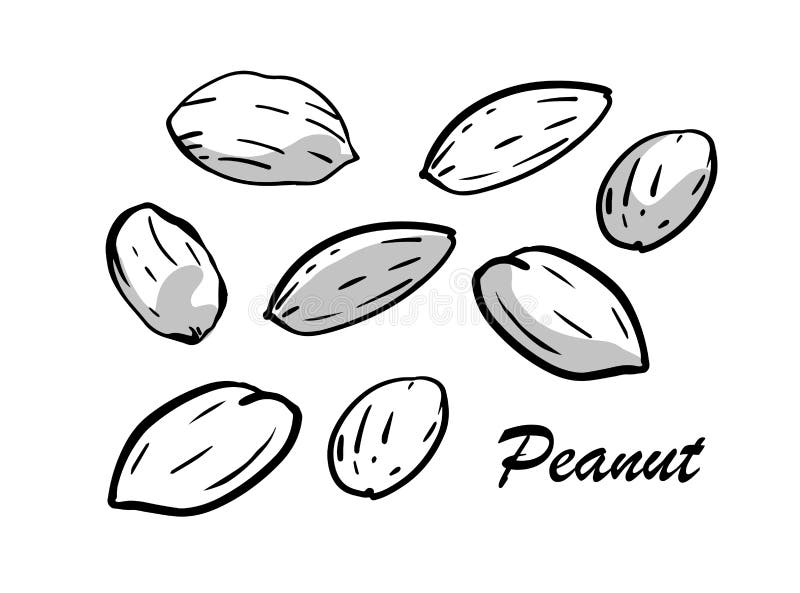 Hand-drawn Peanuts with Shadows. Outline Style, Ink Drawing Vector ...