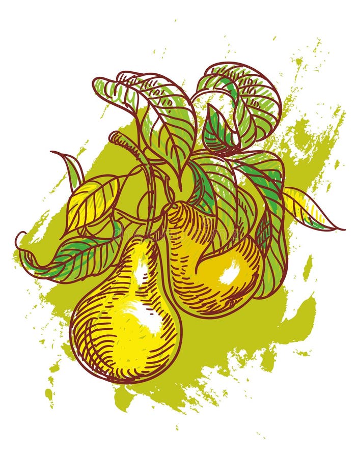 Hand Drawing Pears on Pear Tree Branch Stock Vector - Illustration of ...