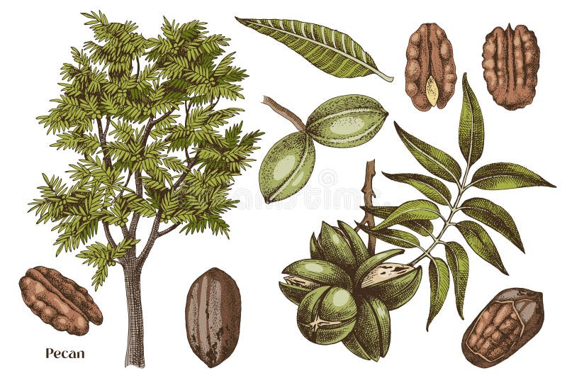 Hand Drawn Pecan Nuts Vector Set Stock Vector - Illustration of dried ...