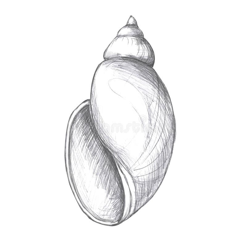 Sea Shell Pencil Drawing Stock Illustrations – 1,035 Sea Shell Pencil ...