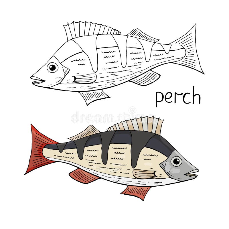 Perch set color collection stock vector. Illustration of catch - 99783769