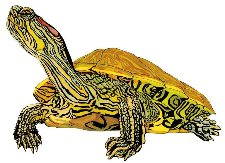 Red Slider Turtle Stock Illustrations – 325 Red Slider Turtle Stock ...