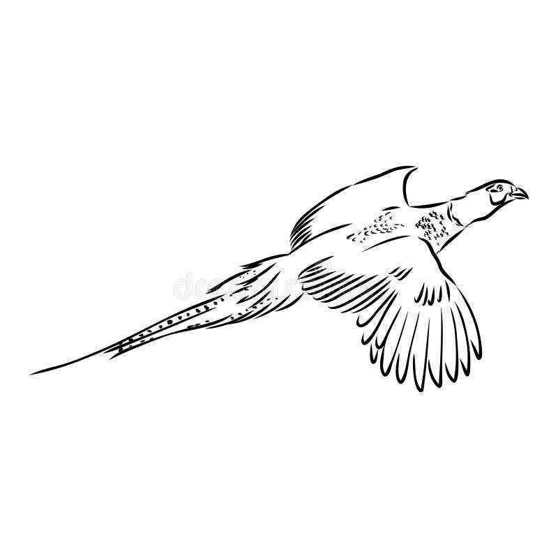 Hand Drawn of an Pheasant, Sketch. Vector Illustration Isolated on a ...