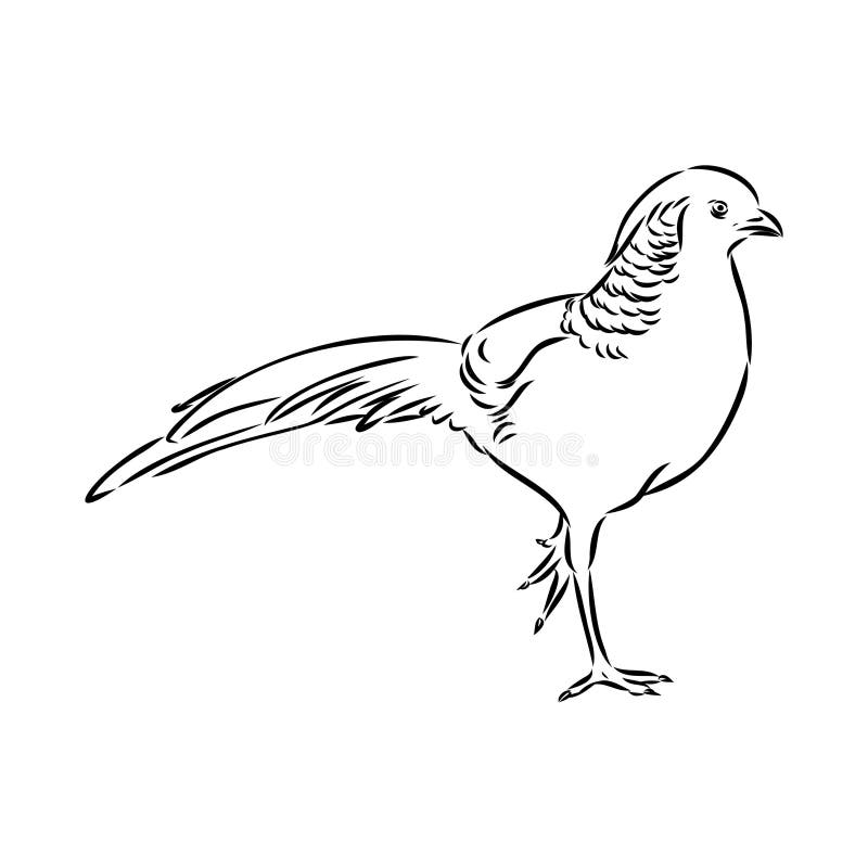 Hand Drawn of an Pheasant, Sketch. Vector Illustration Isolated on a ...