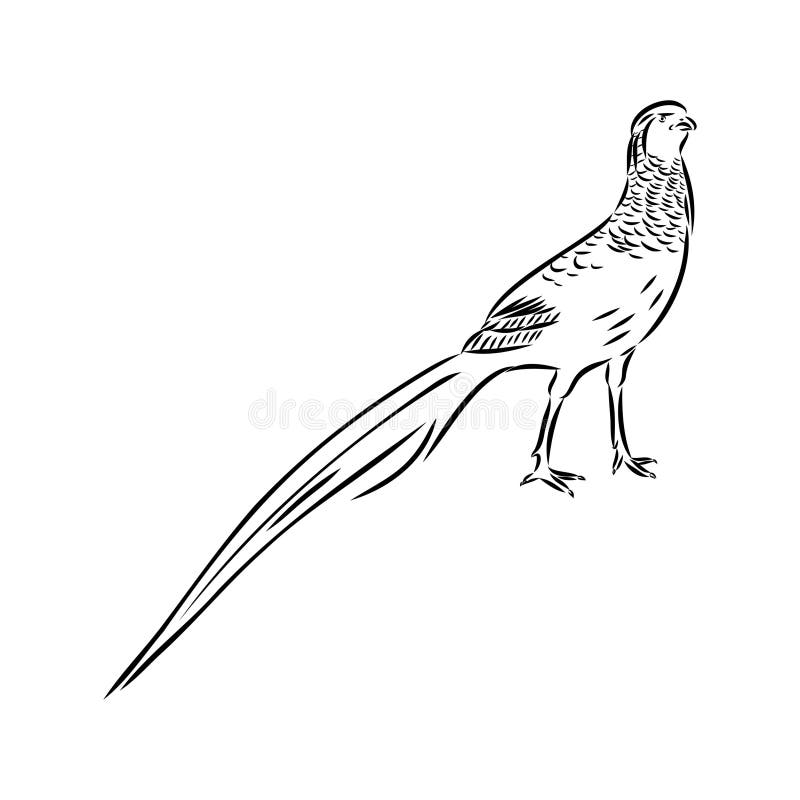 Hand Drawn of an Pheasant, Sketch. Vector Illustration Isolated on a ...