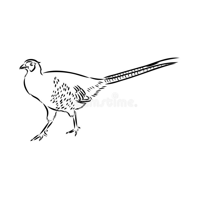 Hand Drawn of an Pheasant, Sketch. Vector Illustration Isolated on a ...