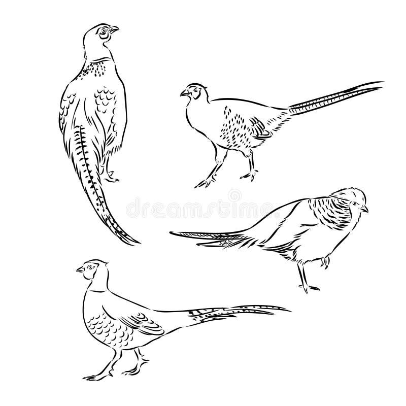 Hand Drawn of an Pheasant, Sketch. Vector Illustration Isolated on a ...