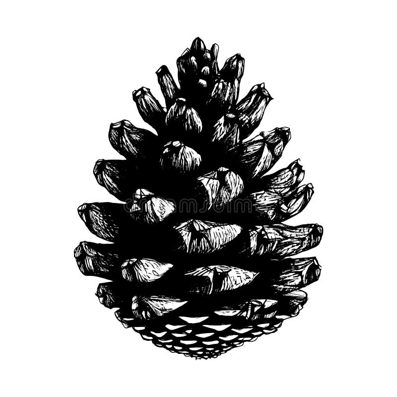Hand drawn of pine cone stock vector. Illustration of draw - 260990995 Hand drawn of pine cone stock vector. Illustration of draw - 260990995
