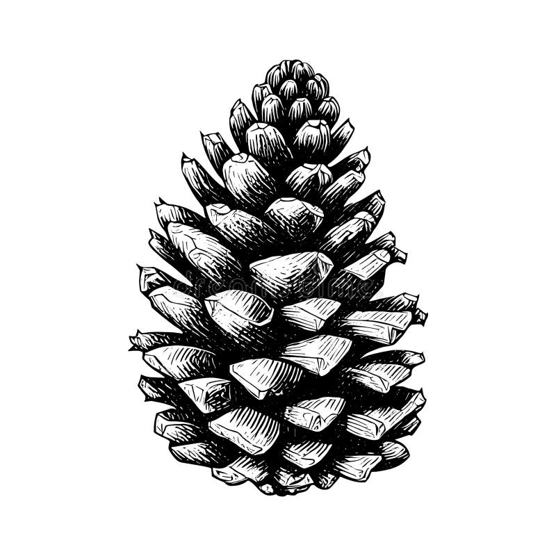 Hand drawn of pine cone stock vector. Illustration of grow - 260991002 Hand drawn of pine cone stock vector. Illustration of grow - 260991002