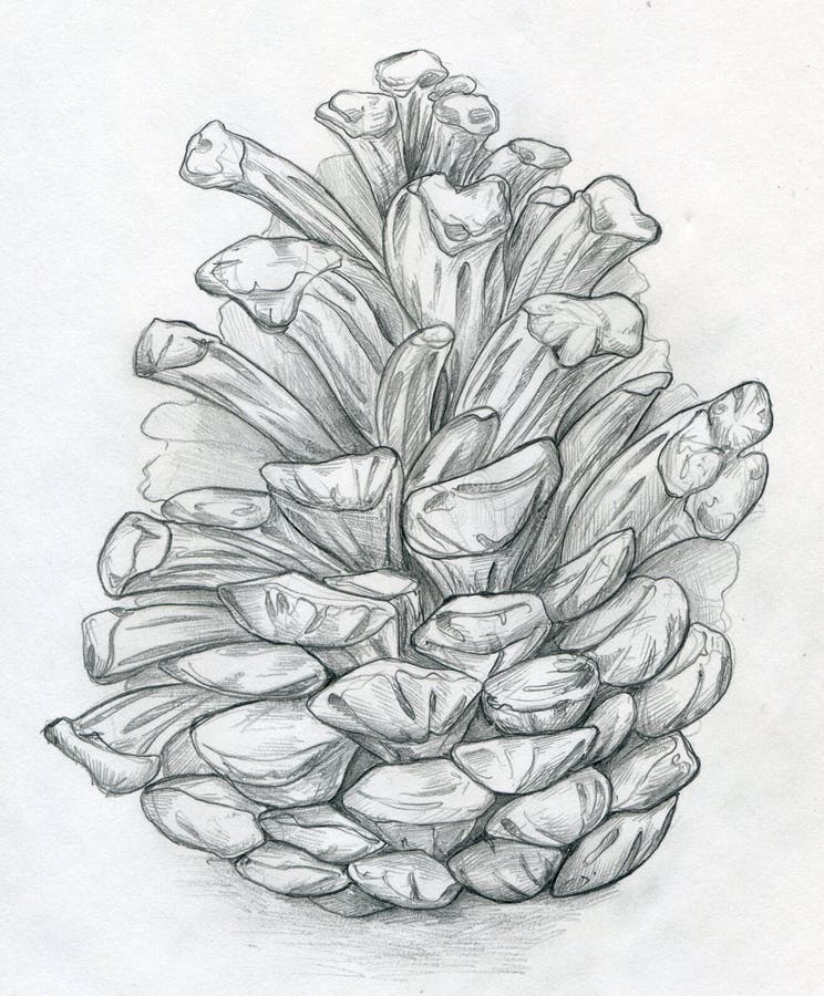 Pine Cone Illustrations
