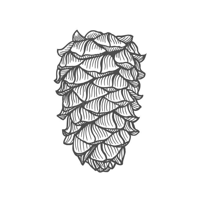 Hand drawn pine cone stock vector. Illustration of black - 122801170 Hand drawn pine cone stock vector. Illustration of black - 122801170