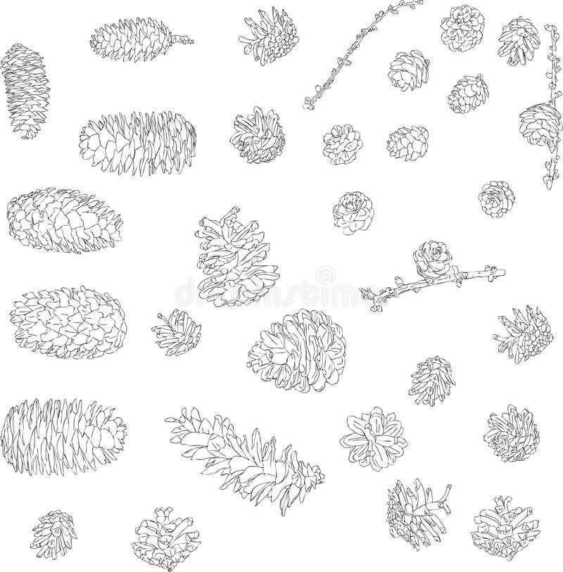 Pine Cones Line Drawing Stock Illustrations – 982 Pine Cones Line ...
