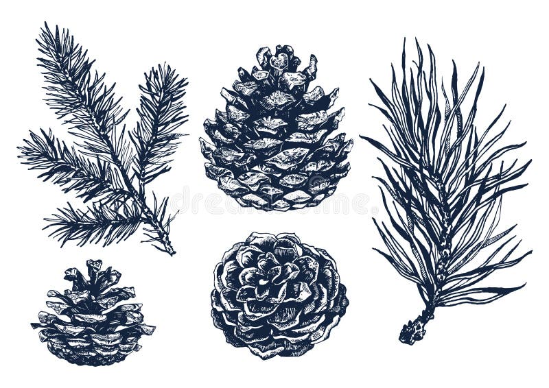 Hand Drawn Pine Tree Branch Stock Vector - Illustration of hand, season ... Hand Drawn Pine Tree Branch Stock Vector - Illustration of hand, season ...