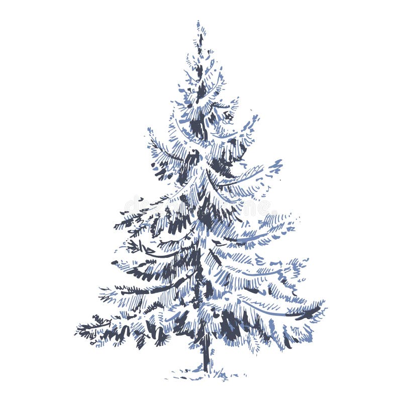 Hand Drawn Pine Tree Sketch Stock Vector - Illustration of forest ...
