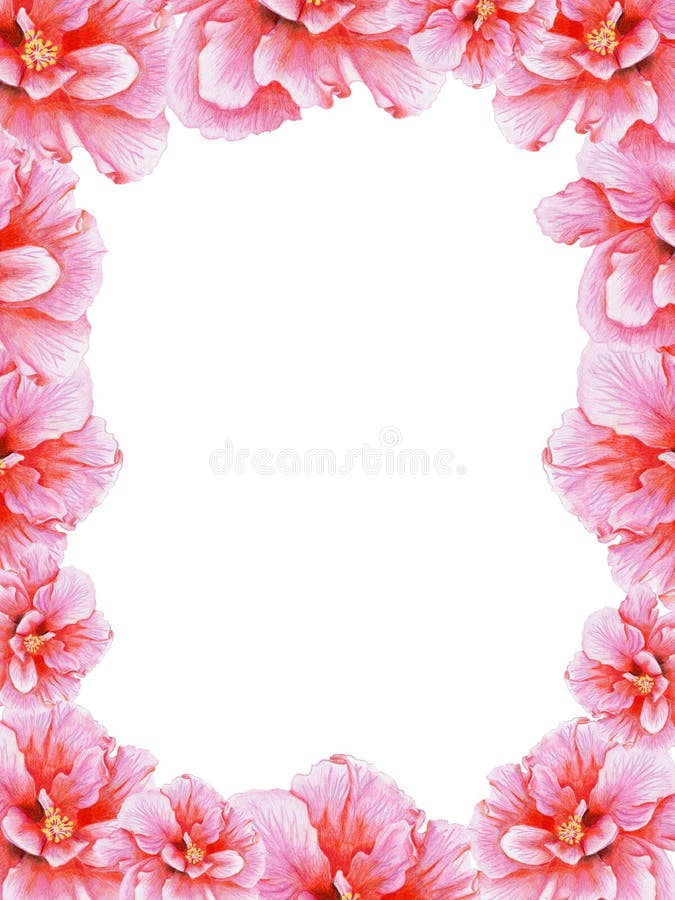 Hand-drawn Pink Hibiscus Frame Stock Illustration - Illustration of ...