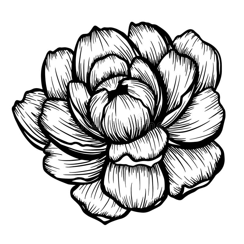 Hand Drawn Pion Flower Isolated on White. Vector Illustration in Sketch ...